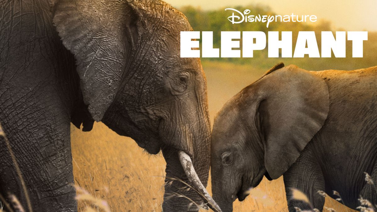 Elephant : Disneynature - Films at 59